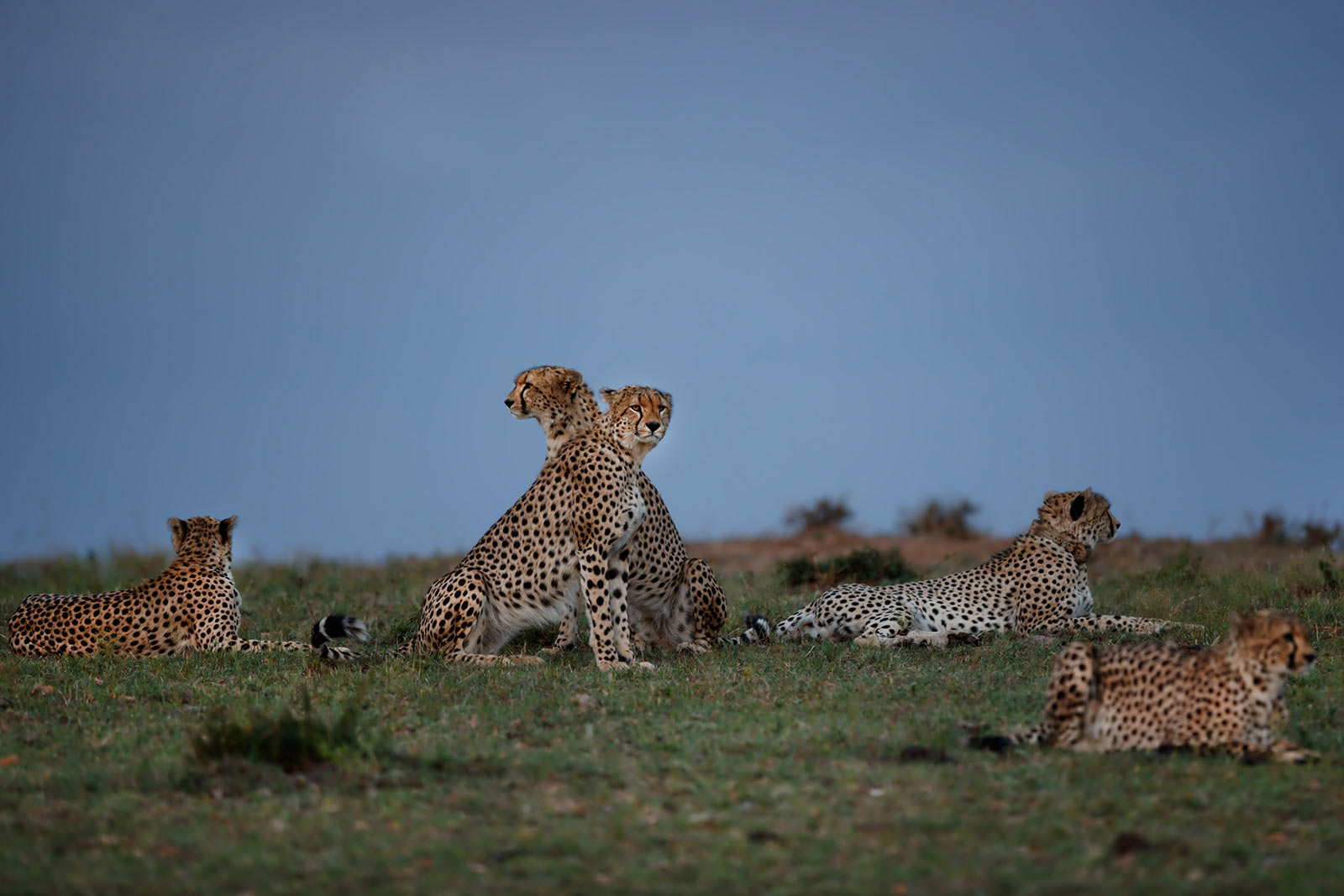 Ultimate Safari Adventures | Tanzania & Beyond | Aardvark