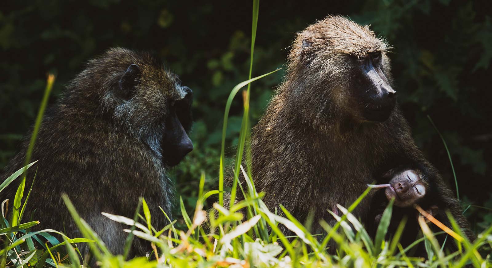 Kibale Forest National Park - Aardvark Expeditions